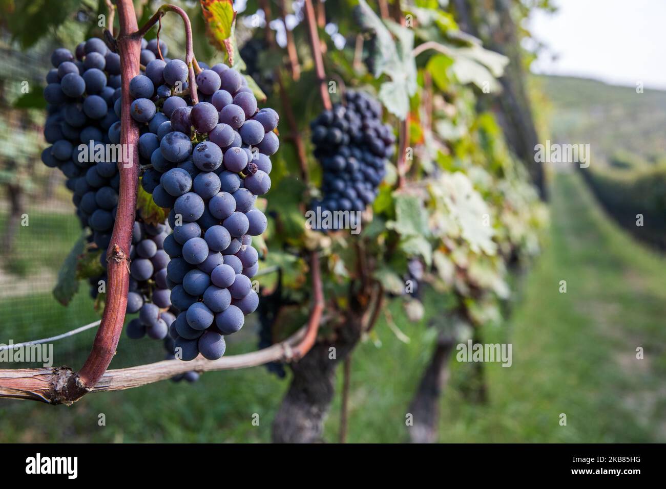 Nebbiolo grapes, which are used to make Barolo wine, during the harvest ...
