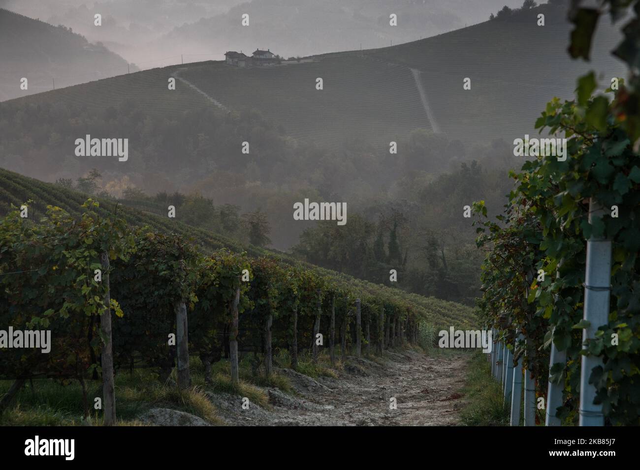 Wine fields barolo hi-res stock photography and images - Alamy