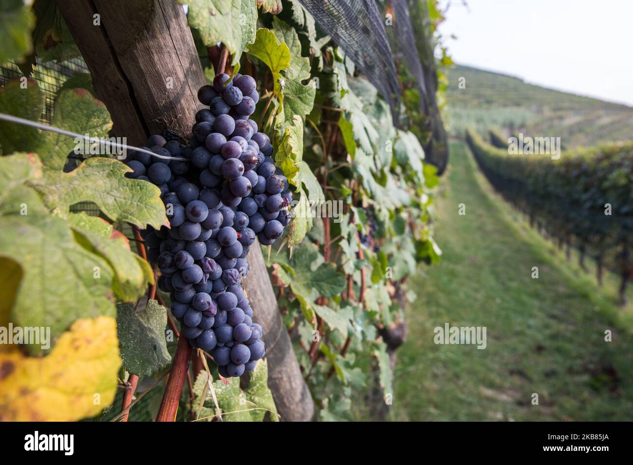 Nebbiolo grapes, which are used to make Barolo wine, during the harvest ...