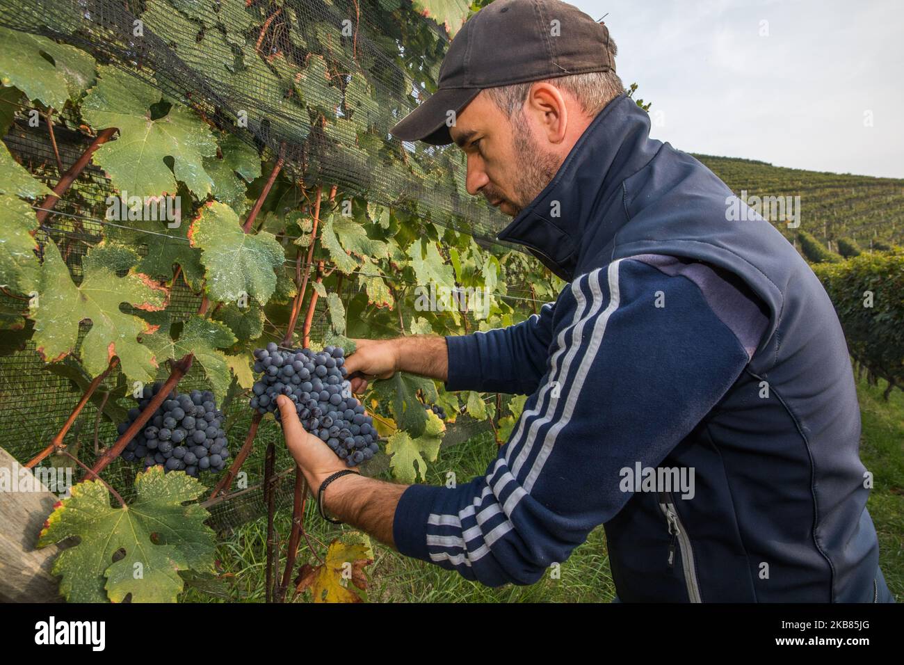 A harvester picks Nebbiolo grapes, which are used to make Barolo wine ...