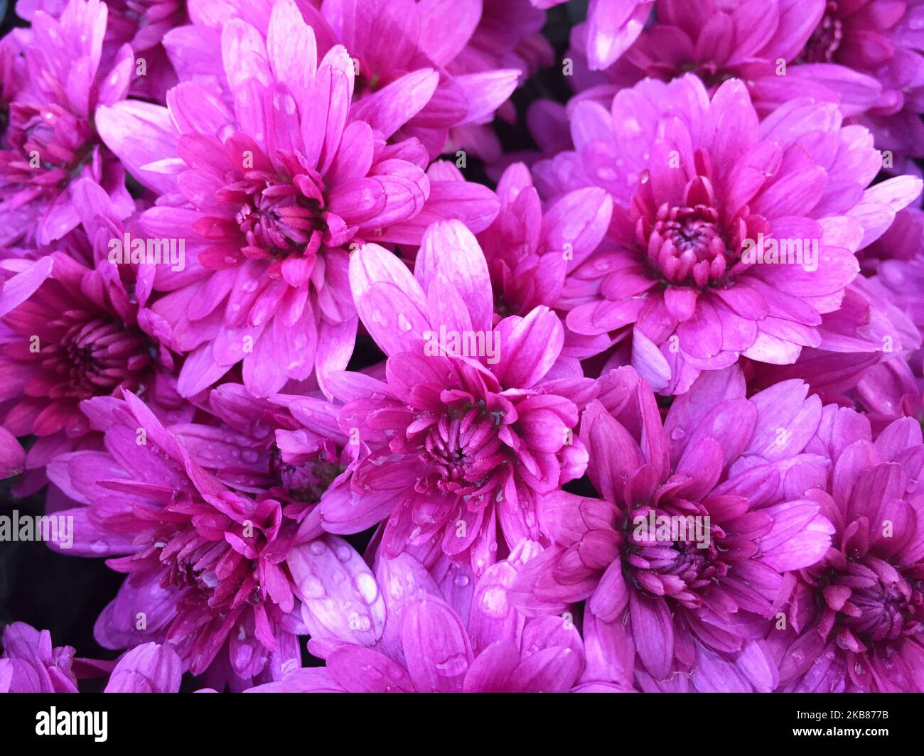 Purple mum flowers during the Autumn season in Markham, Ontario, Canada ...