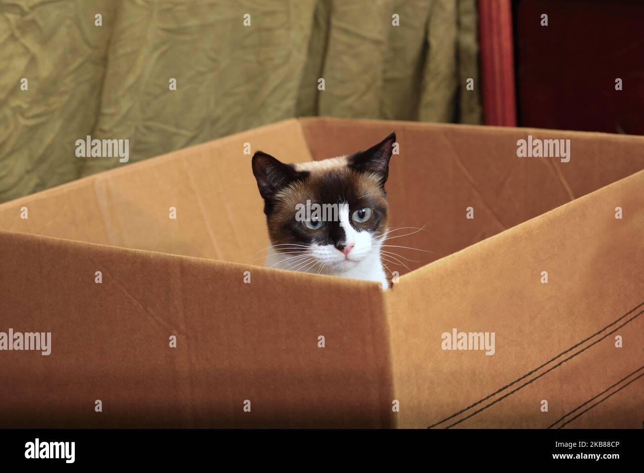 Cat inside a box hi-res stock photography and images - Alamy