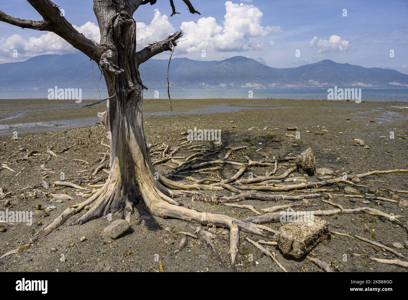 A deciduous tree on the coast of the former tsunami, Palu Bay, Central ...