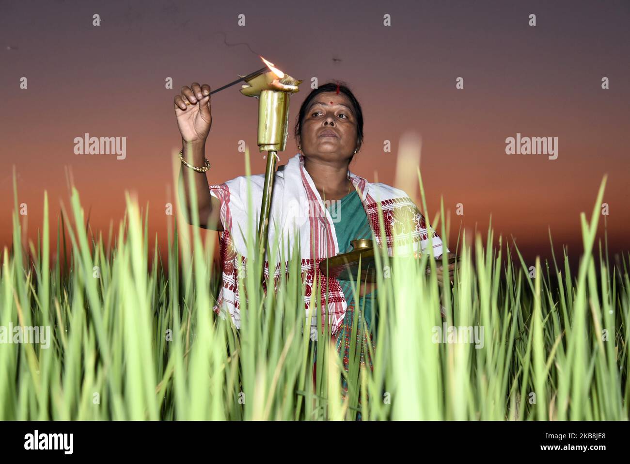 Assamese woman light 'sakis' (lamps) in the paddy field as a part of ...