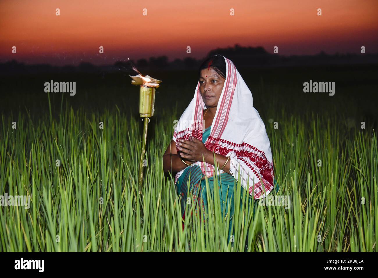 Assamese woman light 'sakis' (lamps) in the paddy field as a part of ...