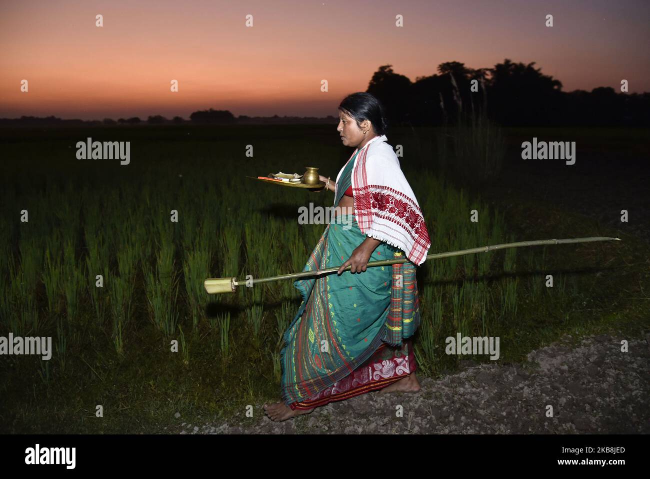 Assamese woman walking down the paddyfield to light 'sakis' (lamps) in ...