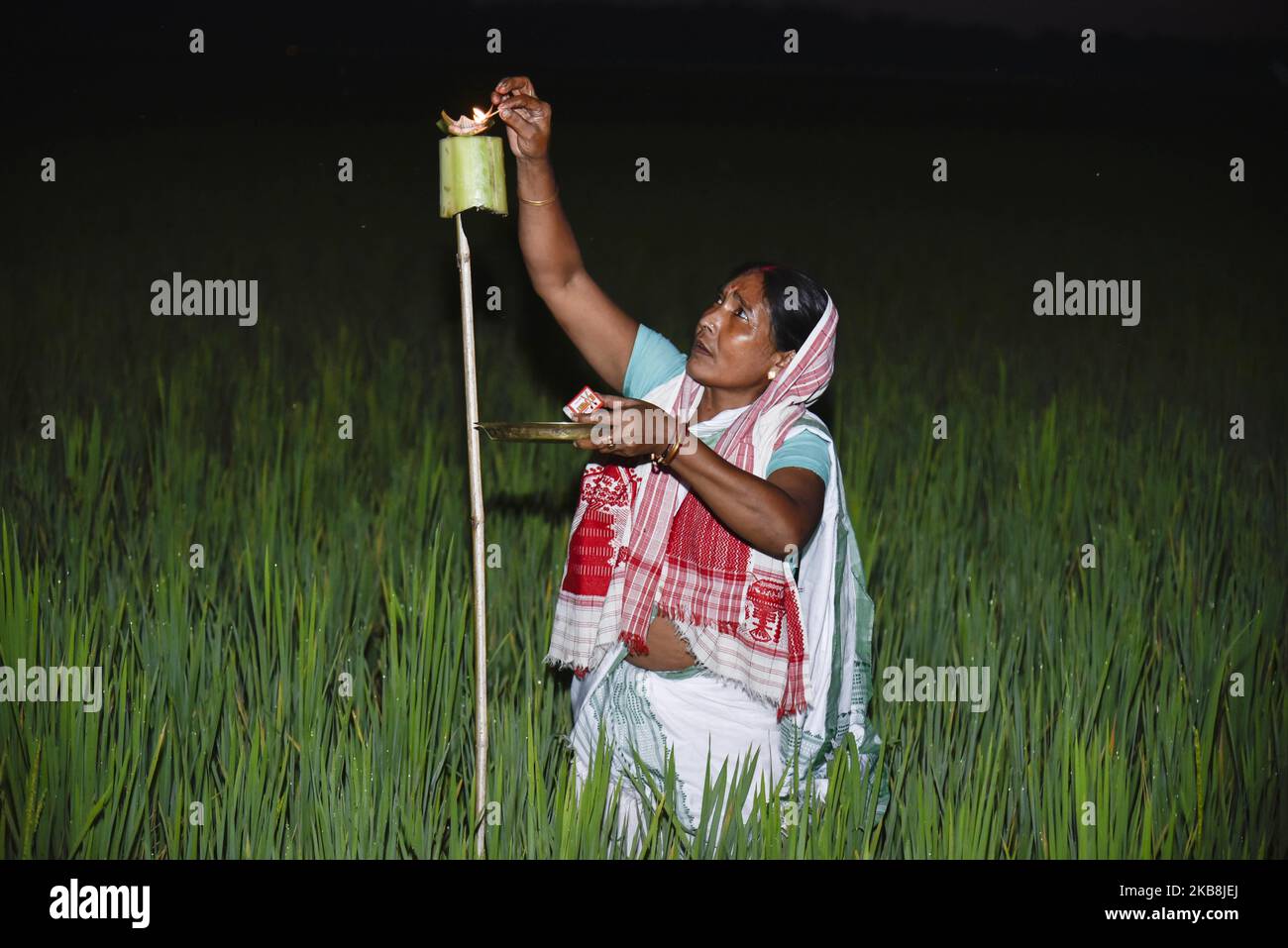 Assamese woman light 'sakis' (lamps) in the paddy field as a part of ...