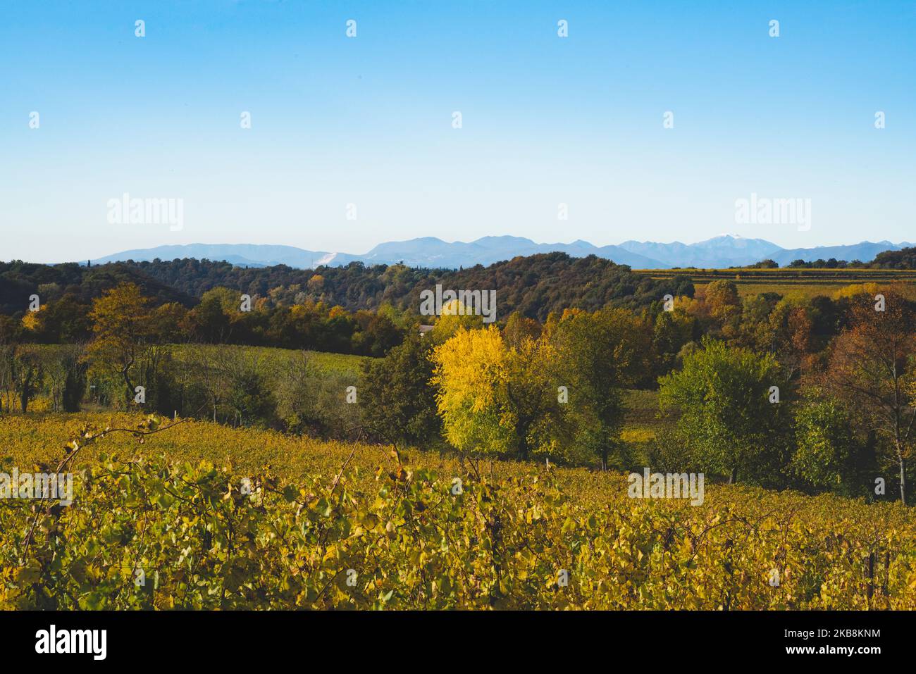 Landscape with yellow and green colored vegetation and a mountain range ...