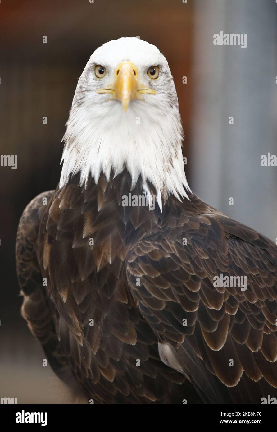 Crystal Palace's bald eagle mascot Kayla during English Premier League ...