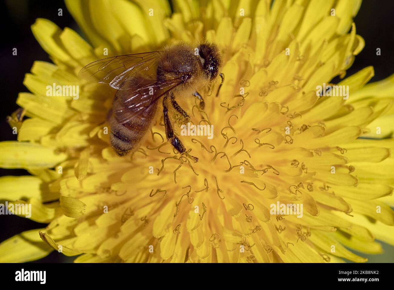 Common perennial broadleaf weed hi-res stock photography and images - Alamy