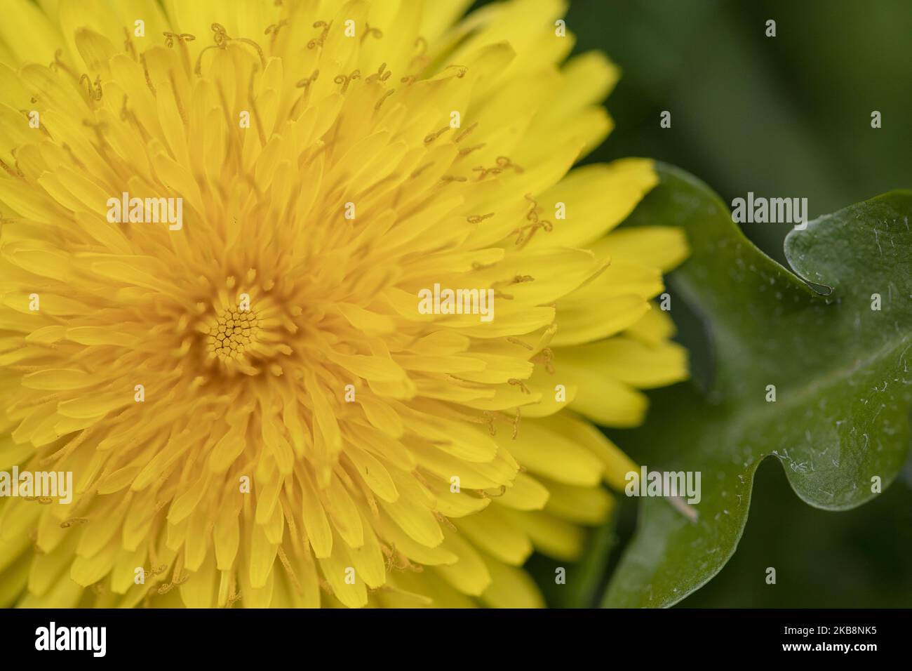 Sanka vidanagama photography hi-res stock photography and images - Alamy