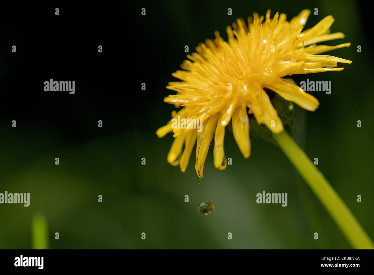 Common perennial broadleaf weed hi-res stock photography and images - Alamy