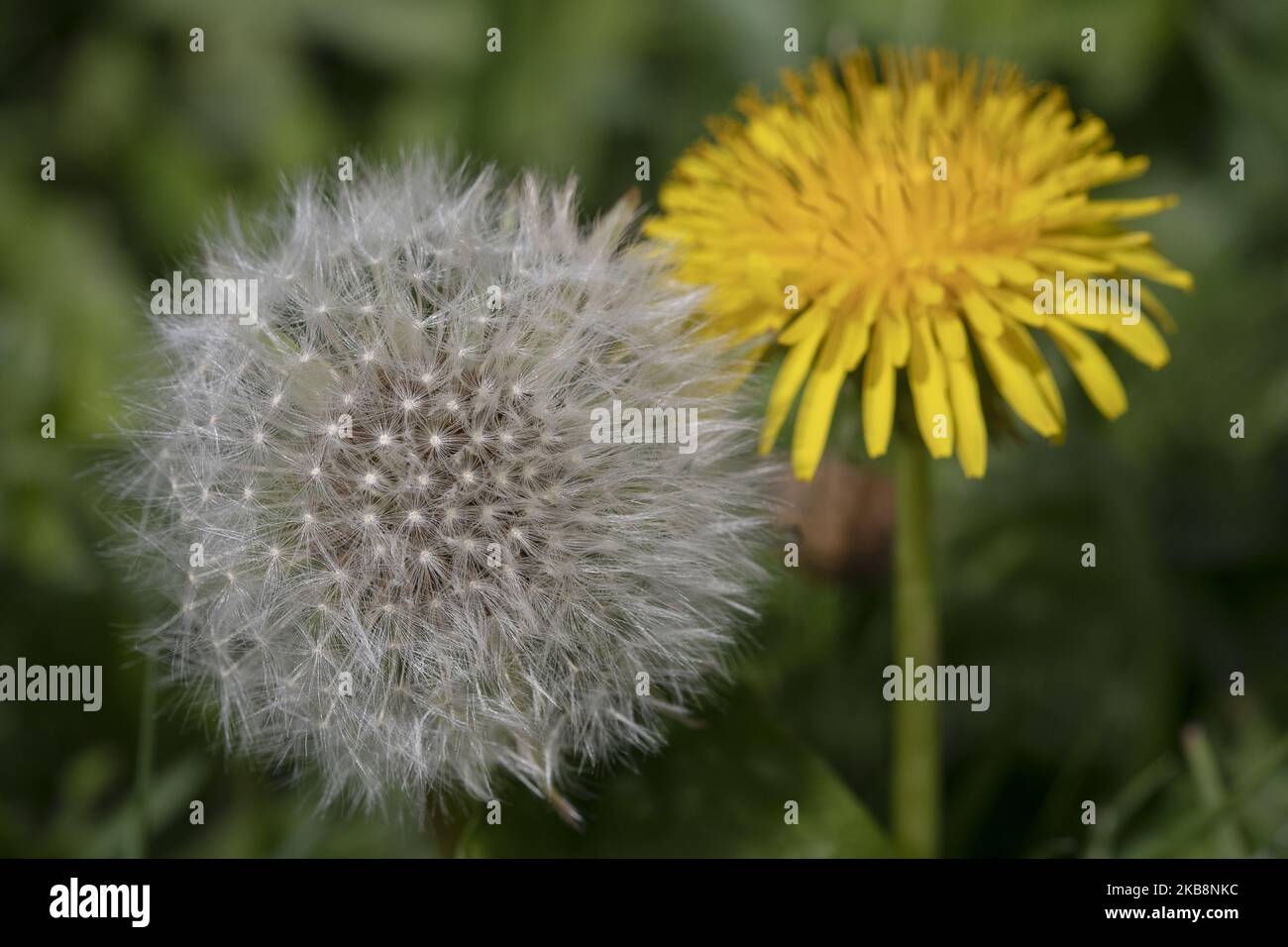 Common perennial broadleaf weed hi-res stock photography and images - Alamy