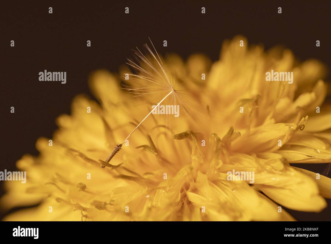 Broadleafweed hi-res stock photography and images - Alamy