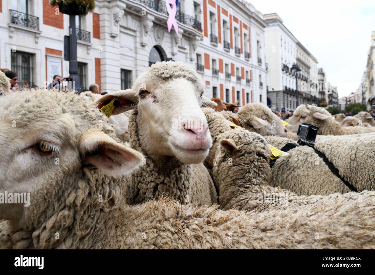 A flock of sheep and goats is led by the center of Madrid on 20th ...