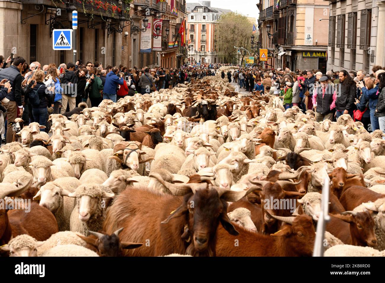A flock of sheep and goats is led by the center of Madrid on 20th ...