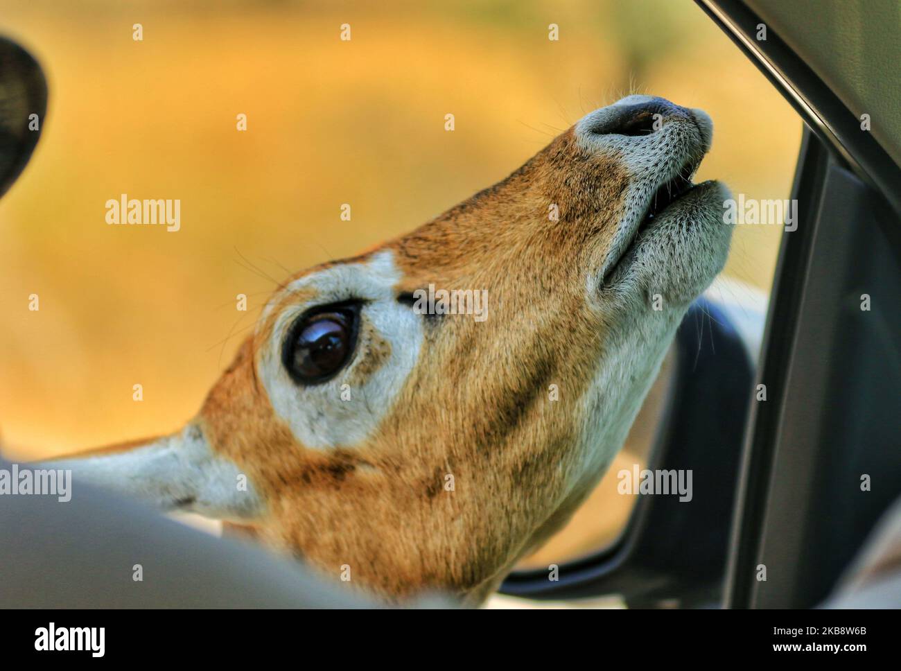 Churu district of rajasthan hi-res stock photography and images - Alamy