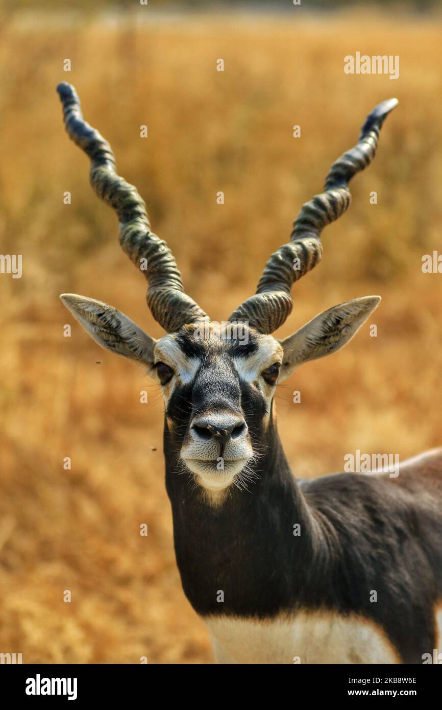 Variety of birds newsandroyalty17thoctober2019 hi-res stock photography ...