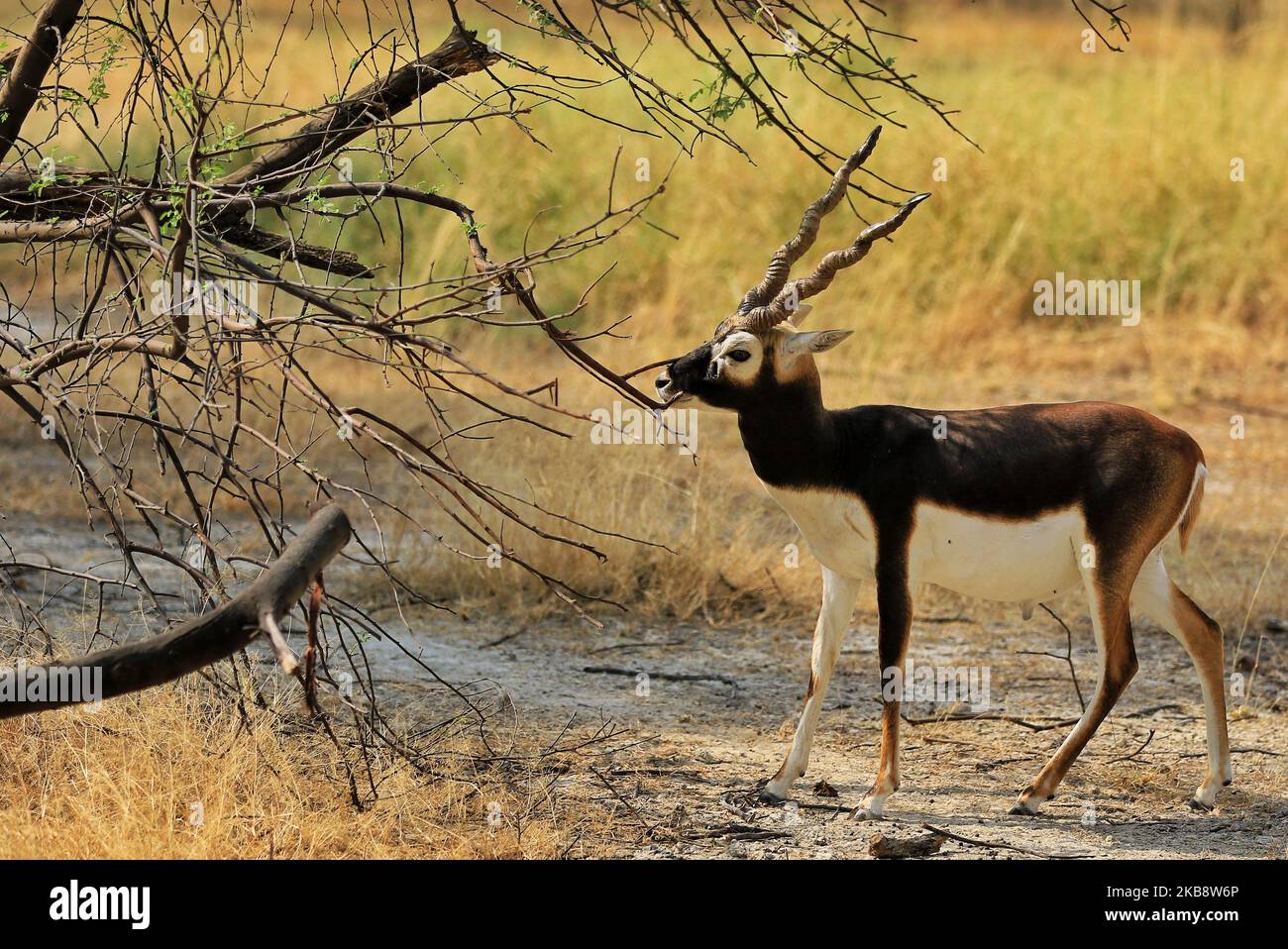 Ratangarh hi-res stock photography and images - Alamy