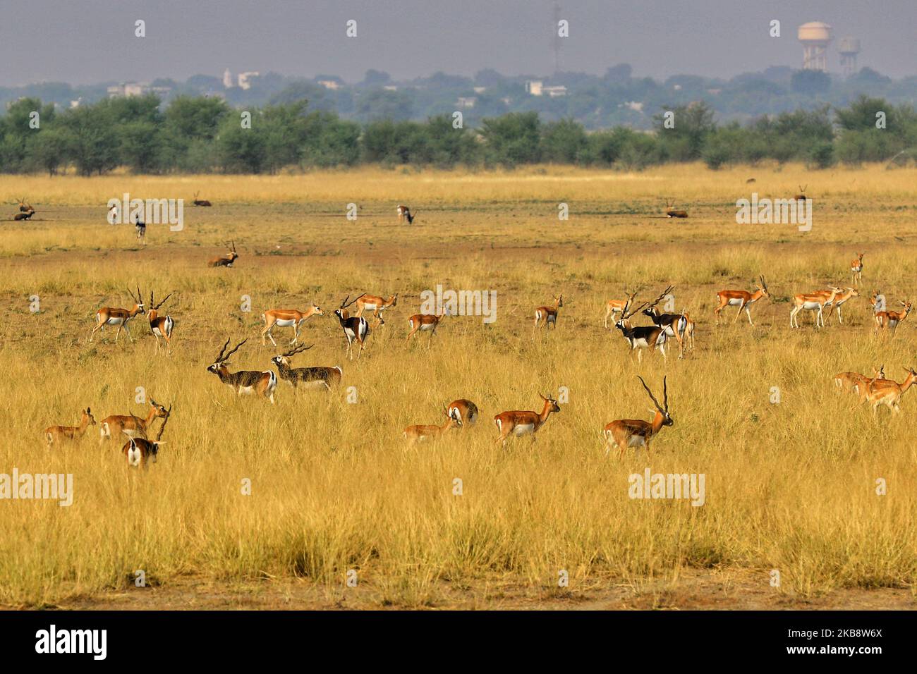 Churu district of rajasthan hi-res stock photography and images - Alamy