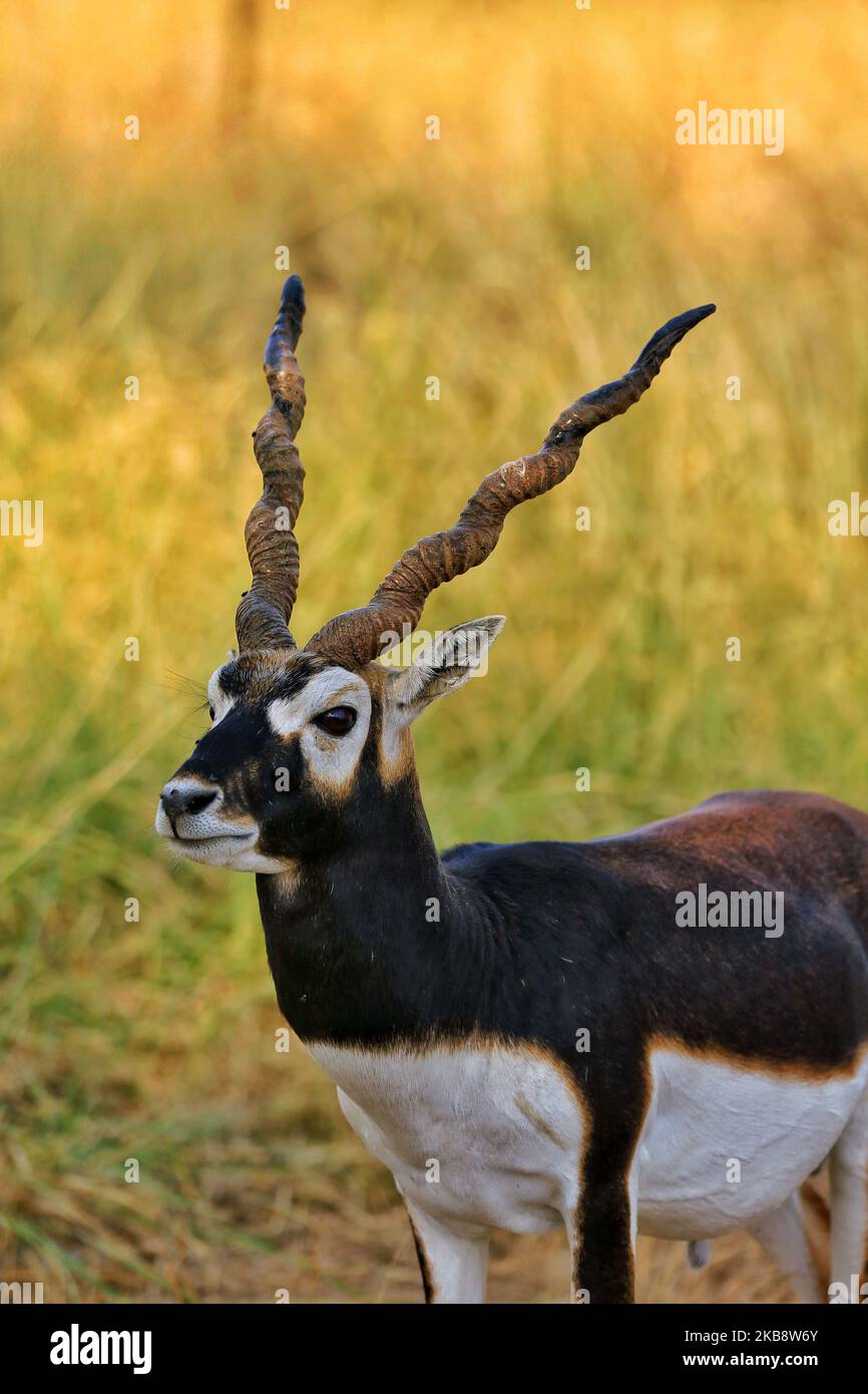 Churu district of rajasthan hi-res stock photography and images - Alamy