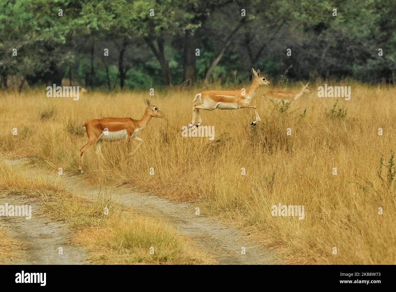 Churu district of rajasthan hi-res stock photography and images - Alamy
