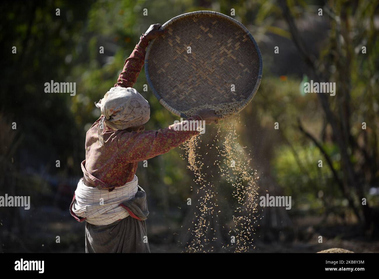 A woman separates rice grains from grains and the glumes, or husks ...