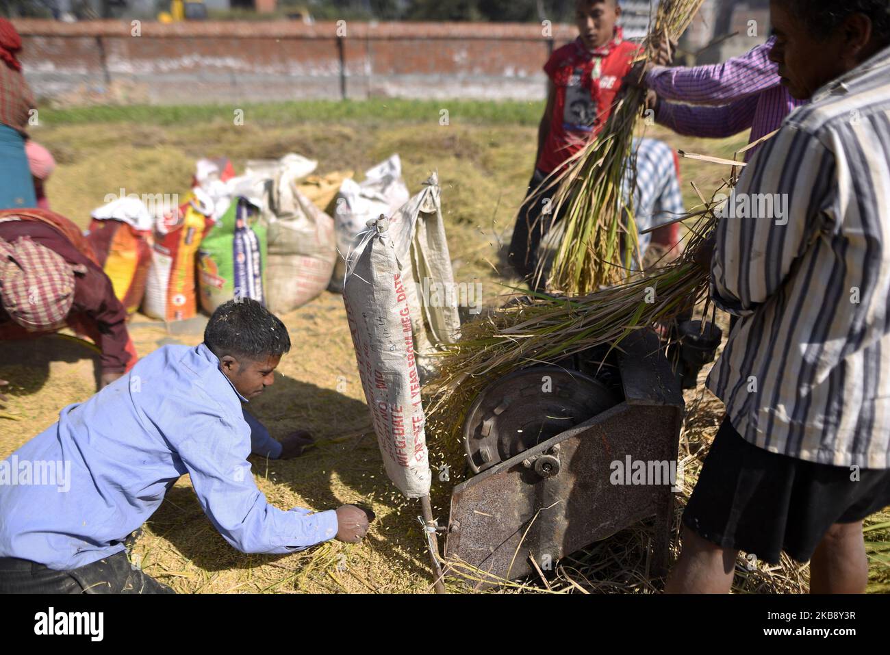 Nepalese farmers harvesting rice plants with foot pedal machine at ...