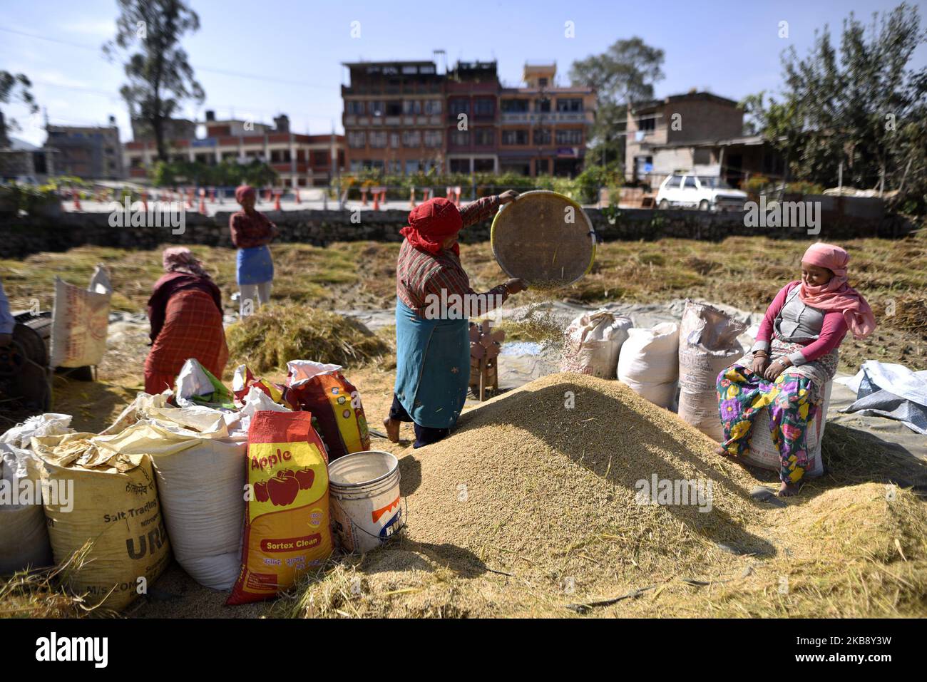 A woman separates rice grains from grains and the glumes, or husks ...