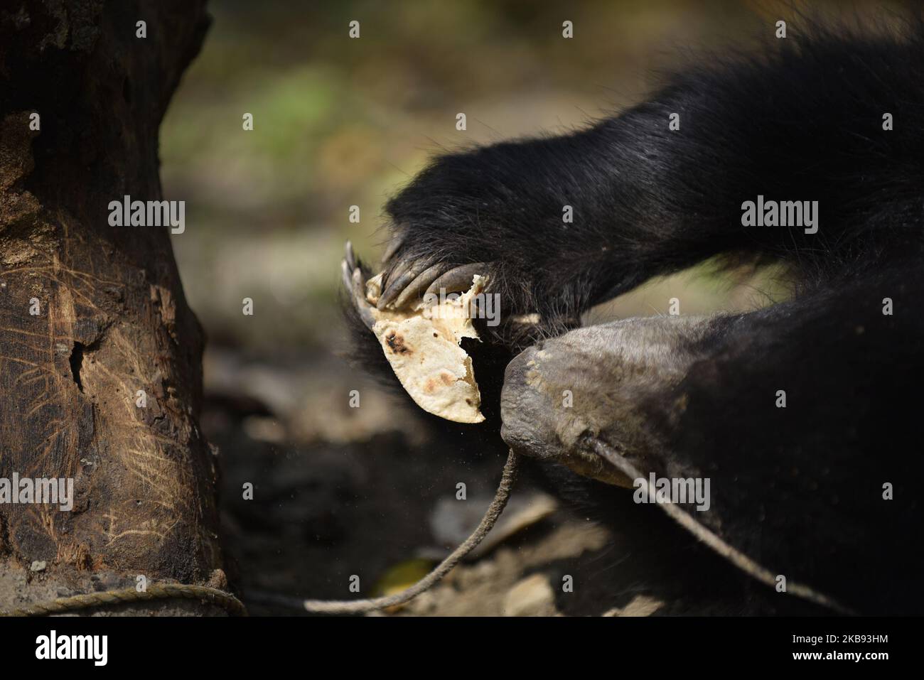 Nepals central zoo hi-res stock photography and images - Alamy