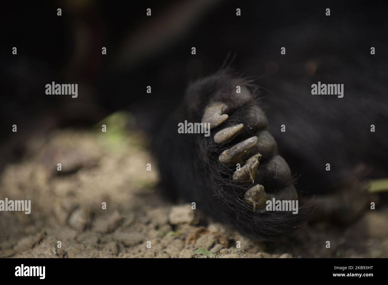 Nepals central zoo hi-res stock photography and images - Alamy