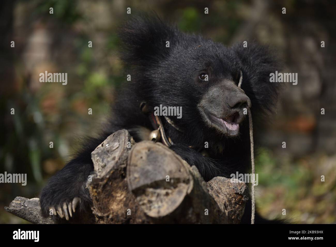 A rescued one year old Sloth Bear playing in a shelter at Lalitpur ...