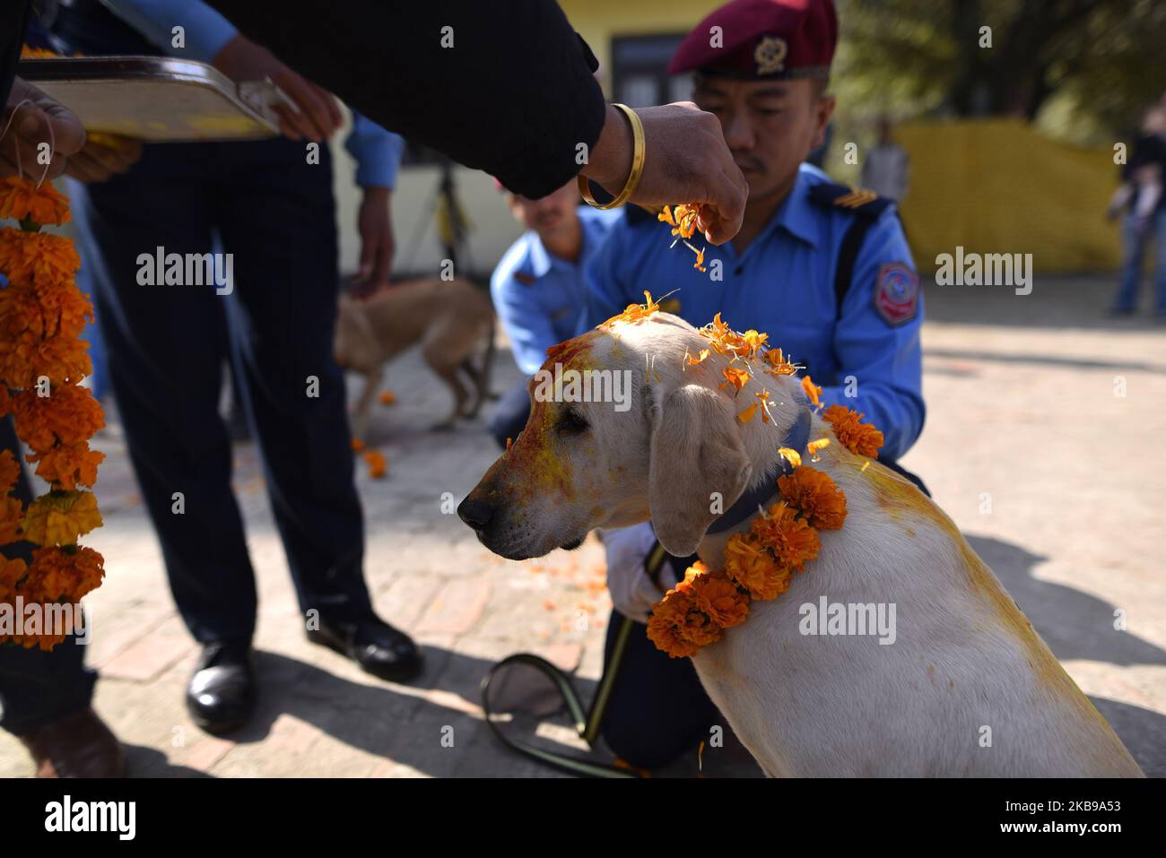 Nepal people offering flower toward dog on ‘Kukur Tihar’ Dog Festival ...