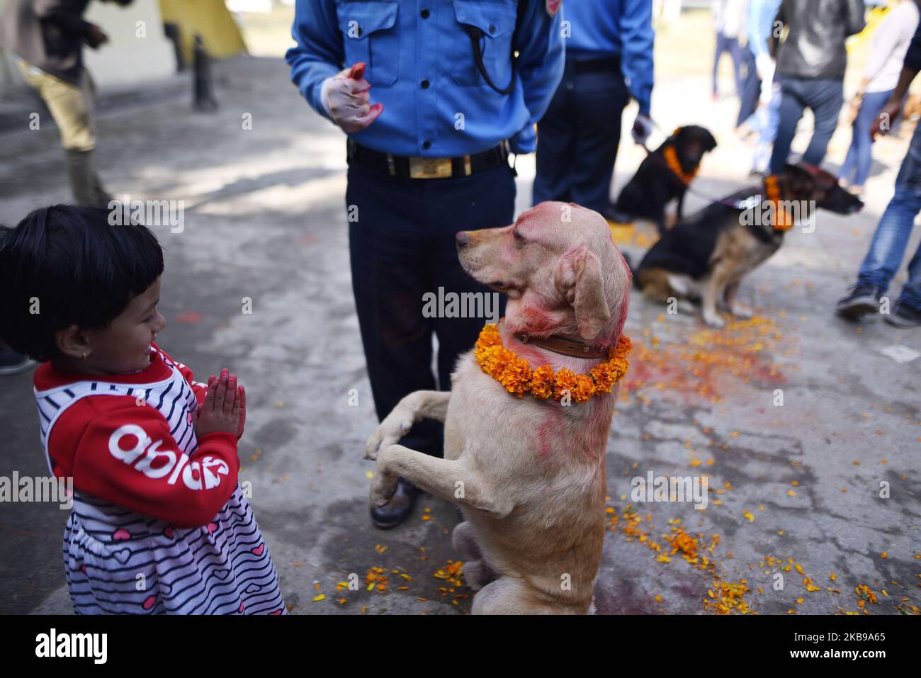 A Little Kid honor after performing puja on Kukur Tihar or Dog Festival ...