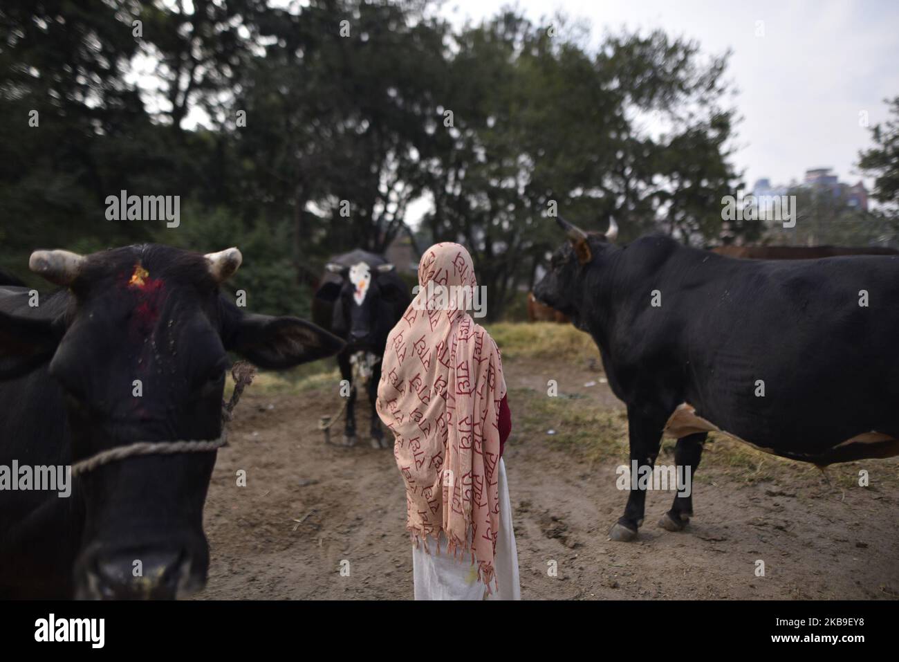 Honouring cow hi-res stock photography and images - Alamy
