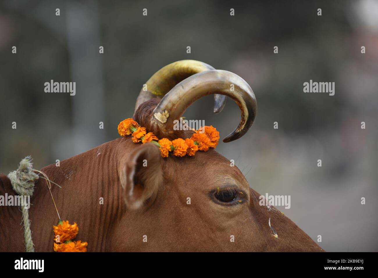 A Cow with colors and marigold flower garland after ritual puja during ...