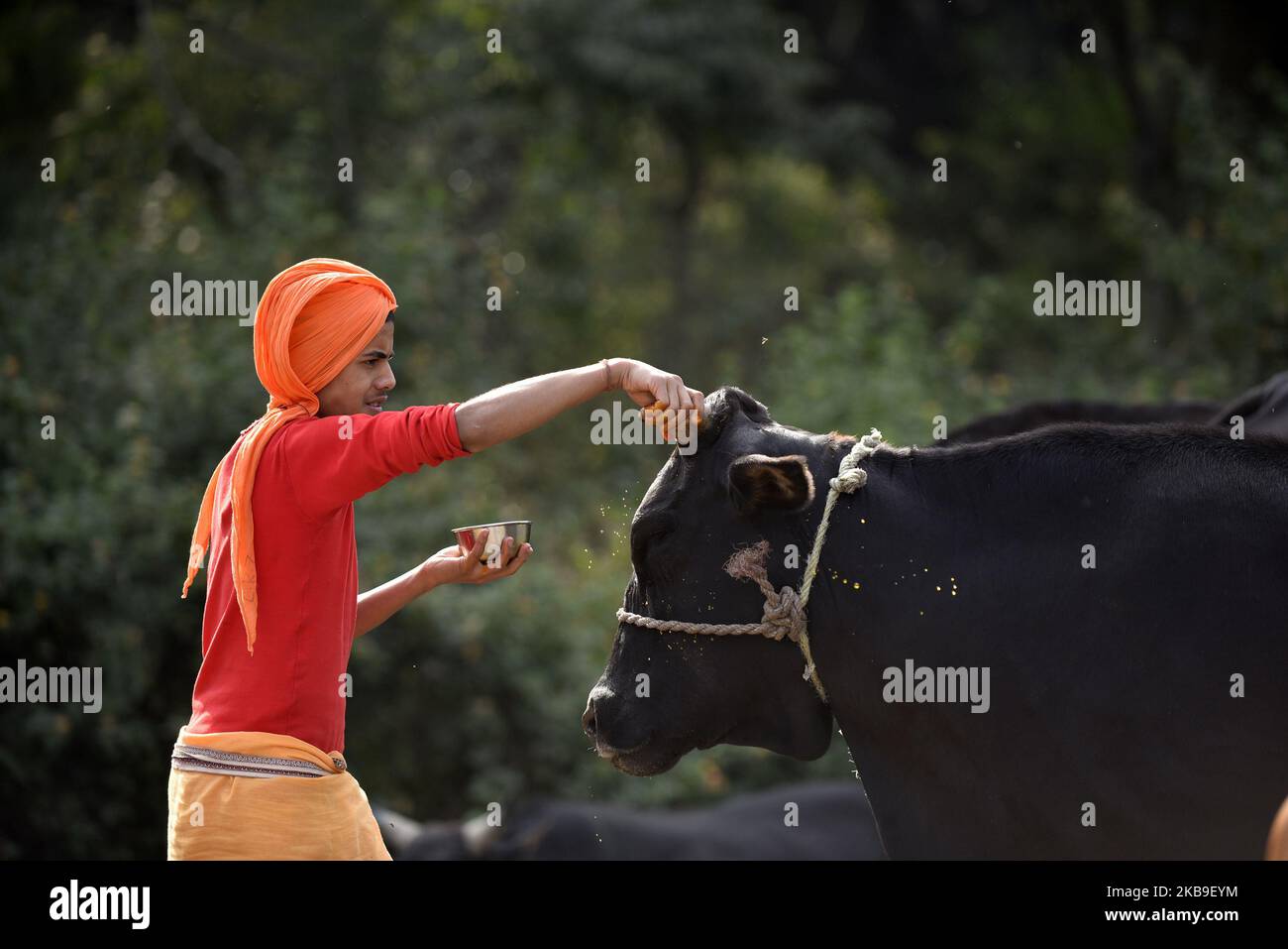 Honouring cow hi-res stock photography and images - Alamy