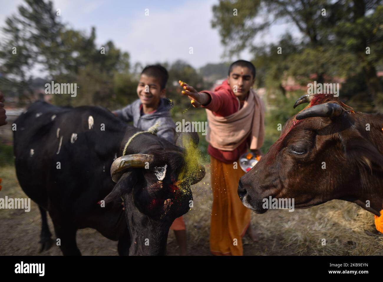 Honouring cow hi-res stock photography and images - Alamy
