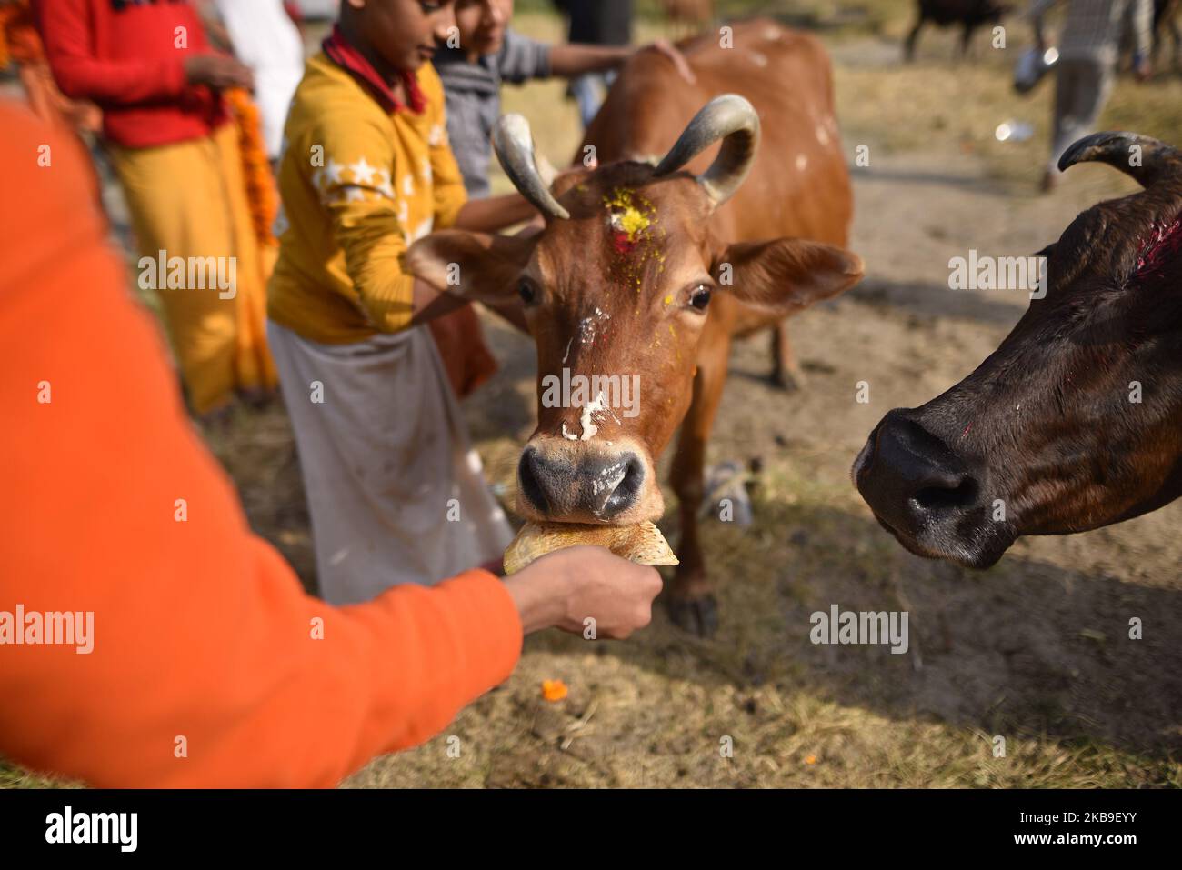Young Nepalese Hindu priests offering food Atowards a cow during Tihar ...
