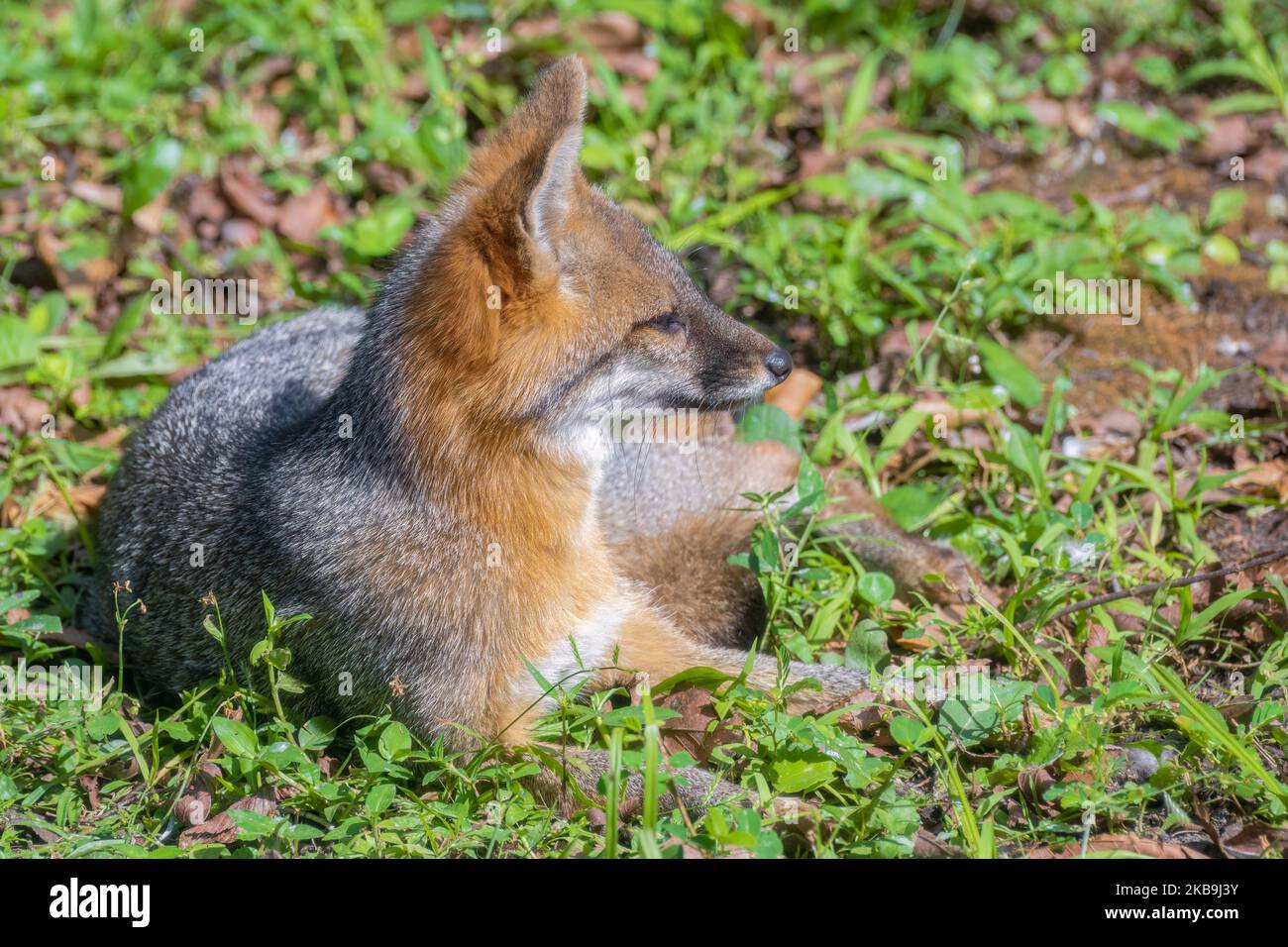 Hunter springs park florida hi-res stock photography and images - Alamy