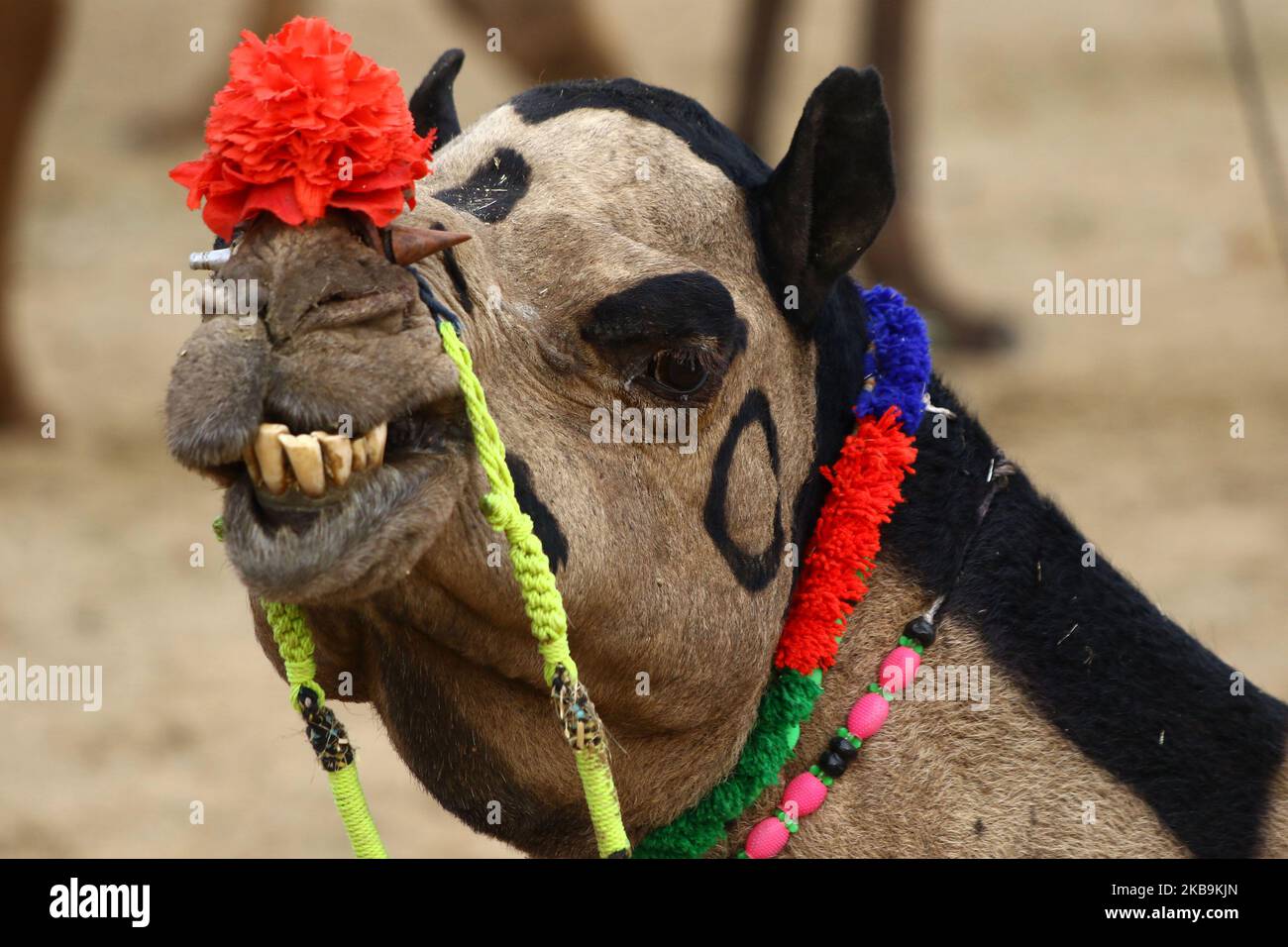 Worlds largest camel fairs hi-res stock photography and images - Alamy