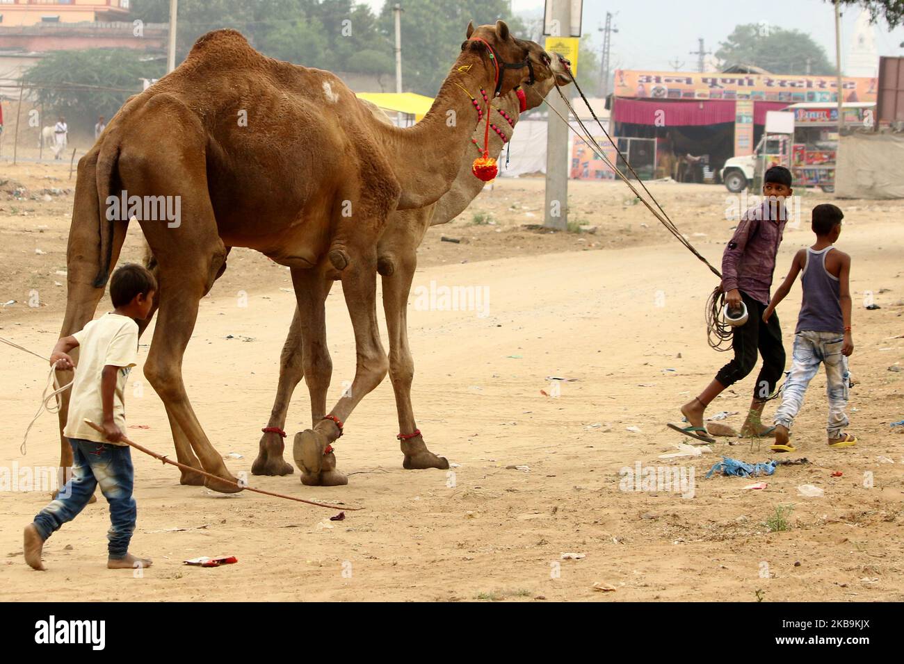 Worlds largest camel fairs hi-res stock photography and images - Alamy