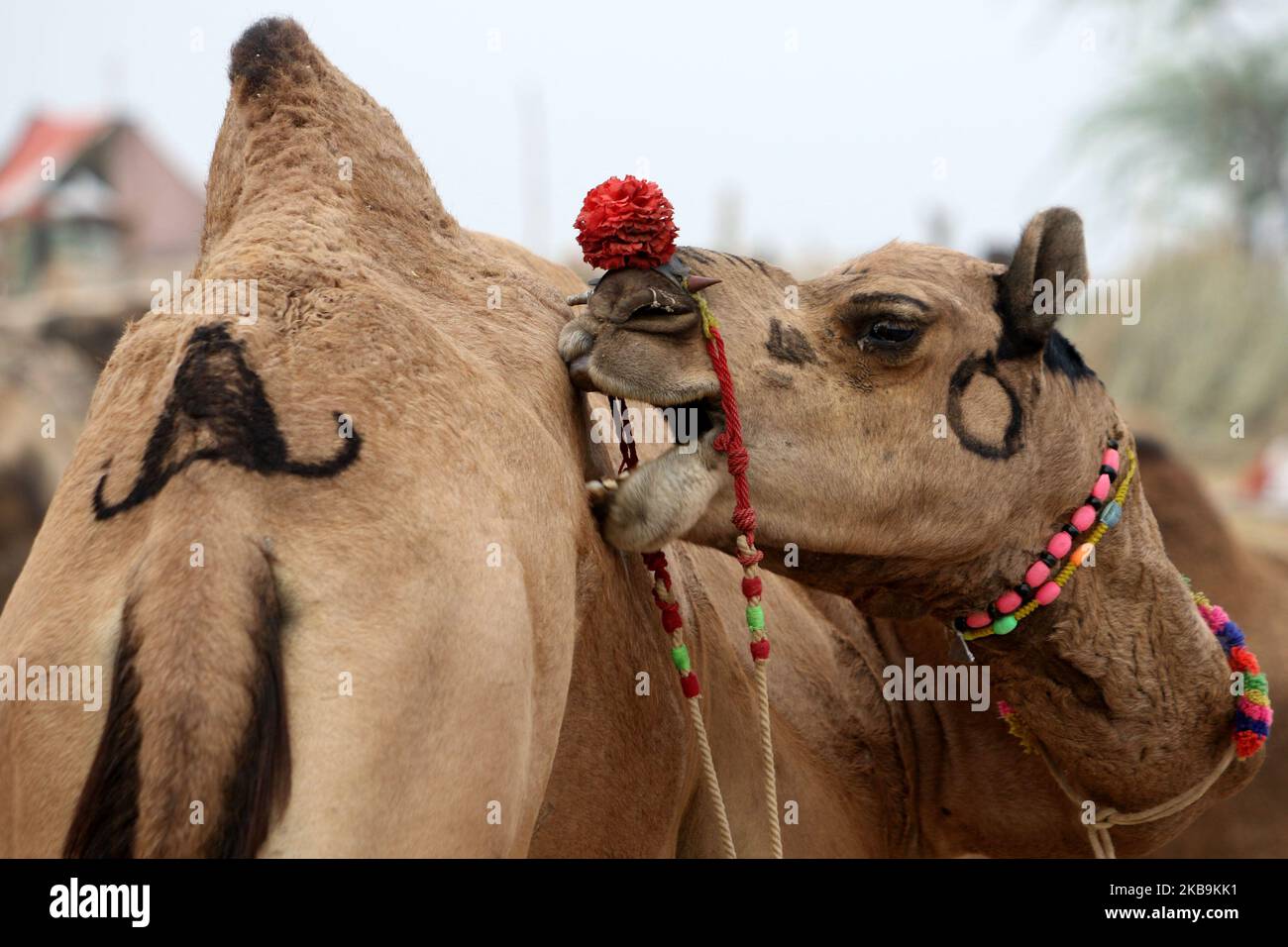 Worlds largest camel fairs hi-res stock photography and images - Alamy