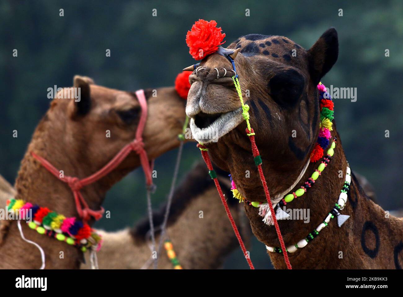 Camel at the annual Pushkar Camel Fair, in Pushkar, India on October 30 ...