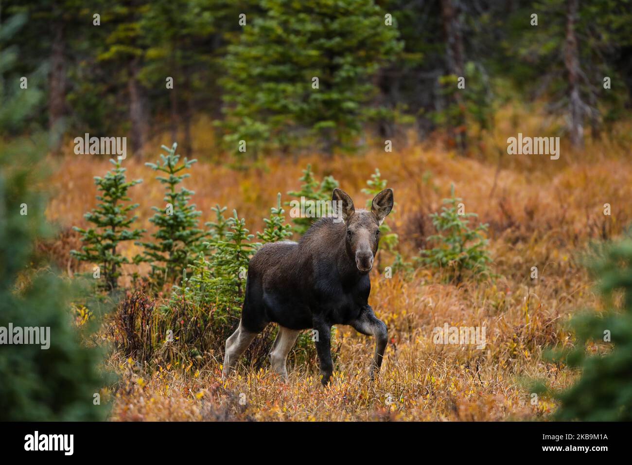 Moose calf in wet marsh in the high country of Colorado in the autumn ...
