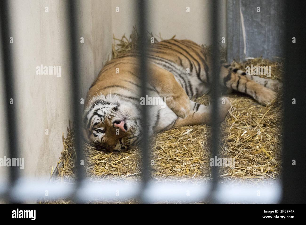 Human trafficking truck hi-res stock photography and images - Alamy