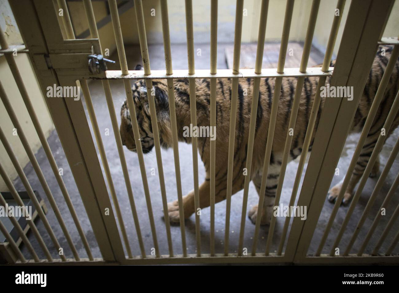 Vet zoo tiger hi-res stock photography and images - Alamy
