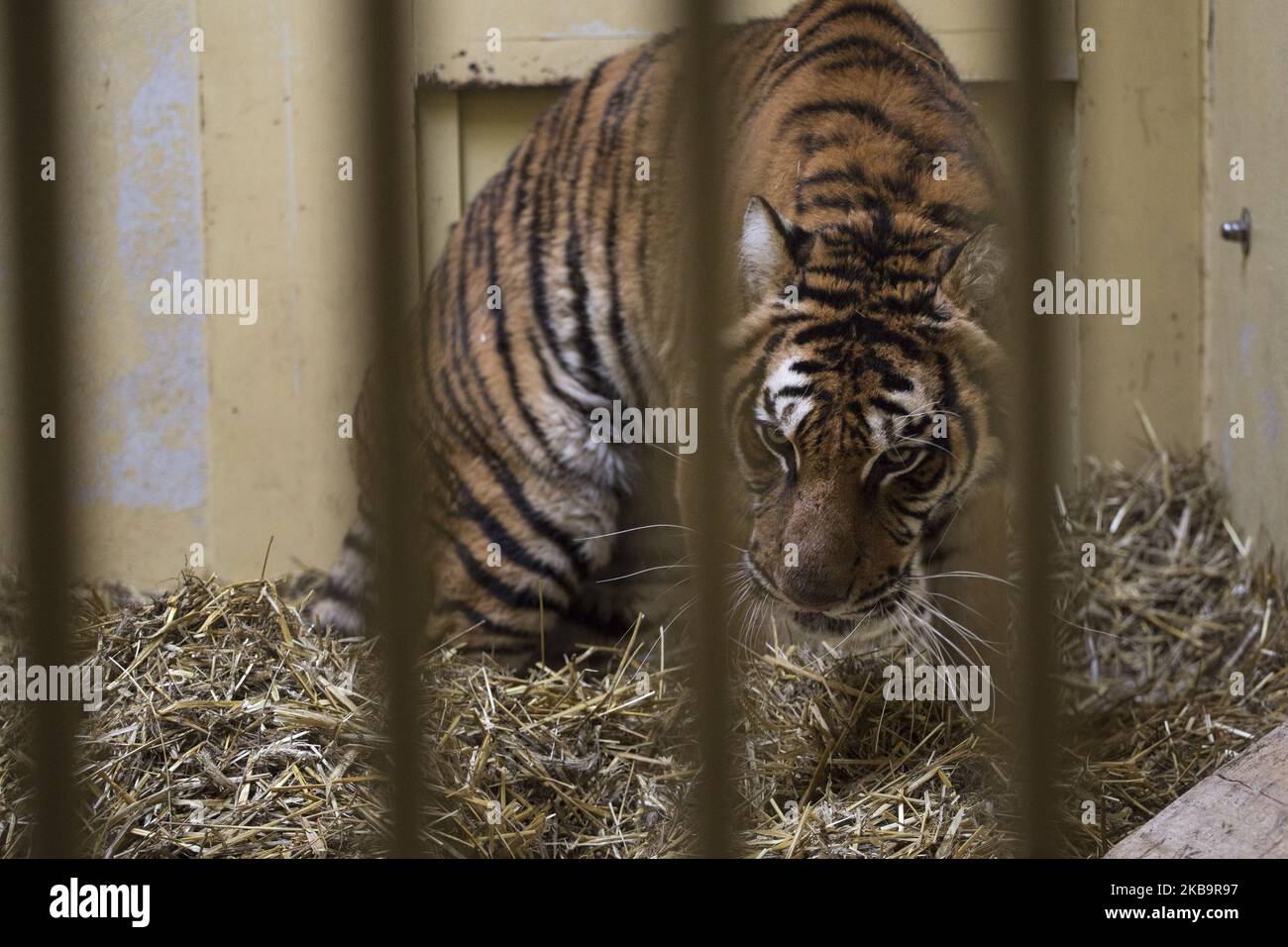 Vet zoo tiger hi-res stock photography and images - Alamy