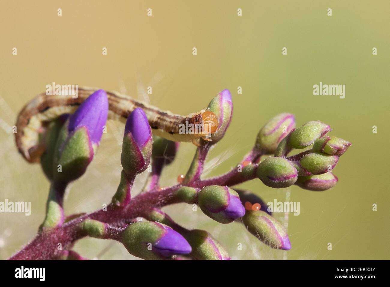 A Geometer Moth caterpillar is seen in a garden in Lincoln, New Zealand ...