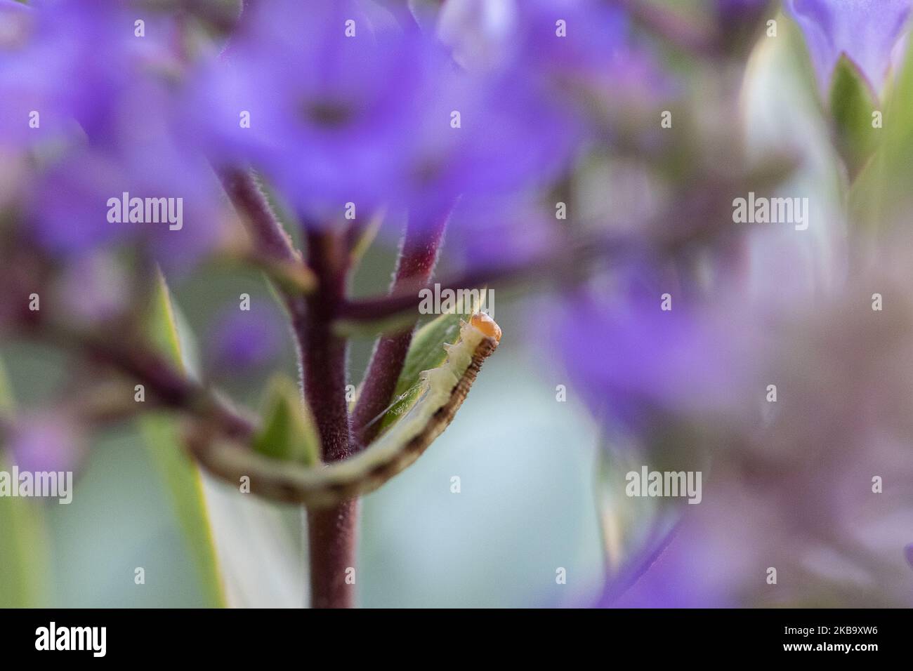 A Geometer Moth caterpillar is seen in a garden in Lincoln, New Zealand ...